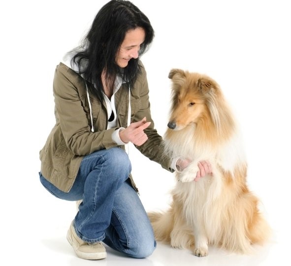 Tips para Adiestrar Perros